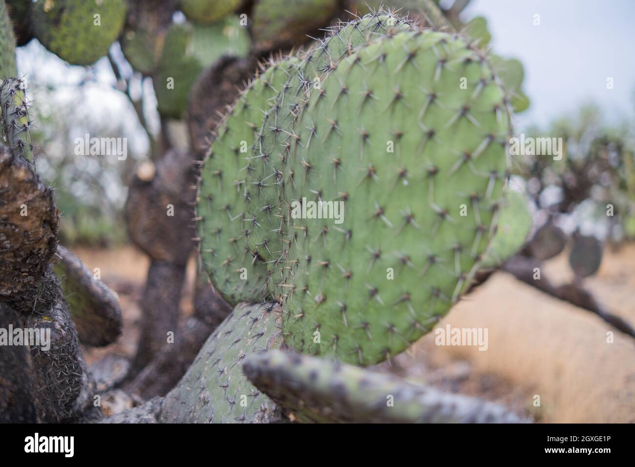 Deteriorated Hispanic nopal plants with cold burn marks and blurry ...