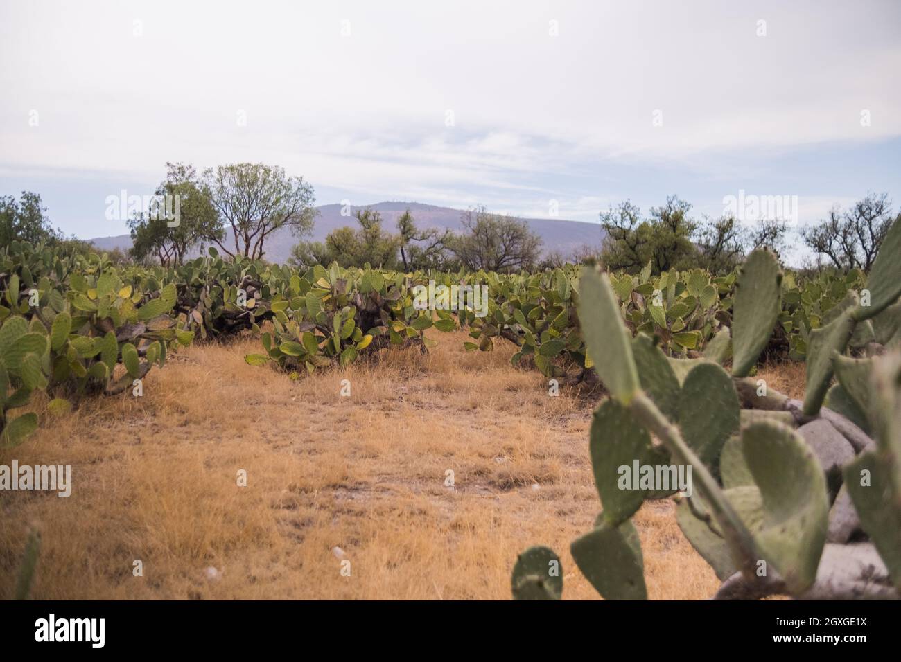 Beautiful view of nopal plantation under cloudy sky and with mountains ...