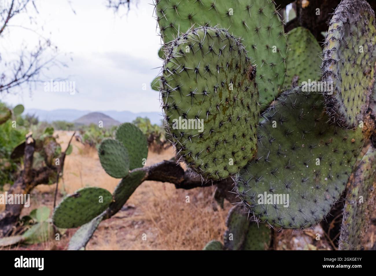 Deteriorated Hispanic nopal plants with cold burn marks and desert as ...