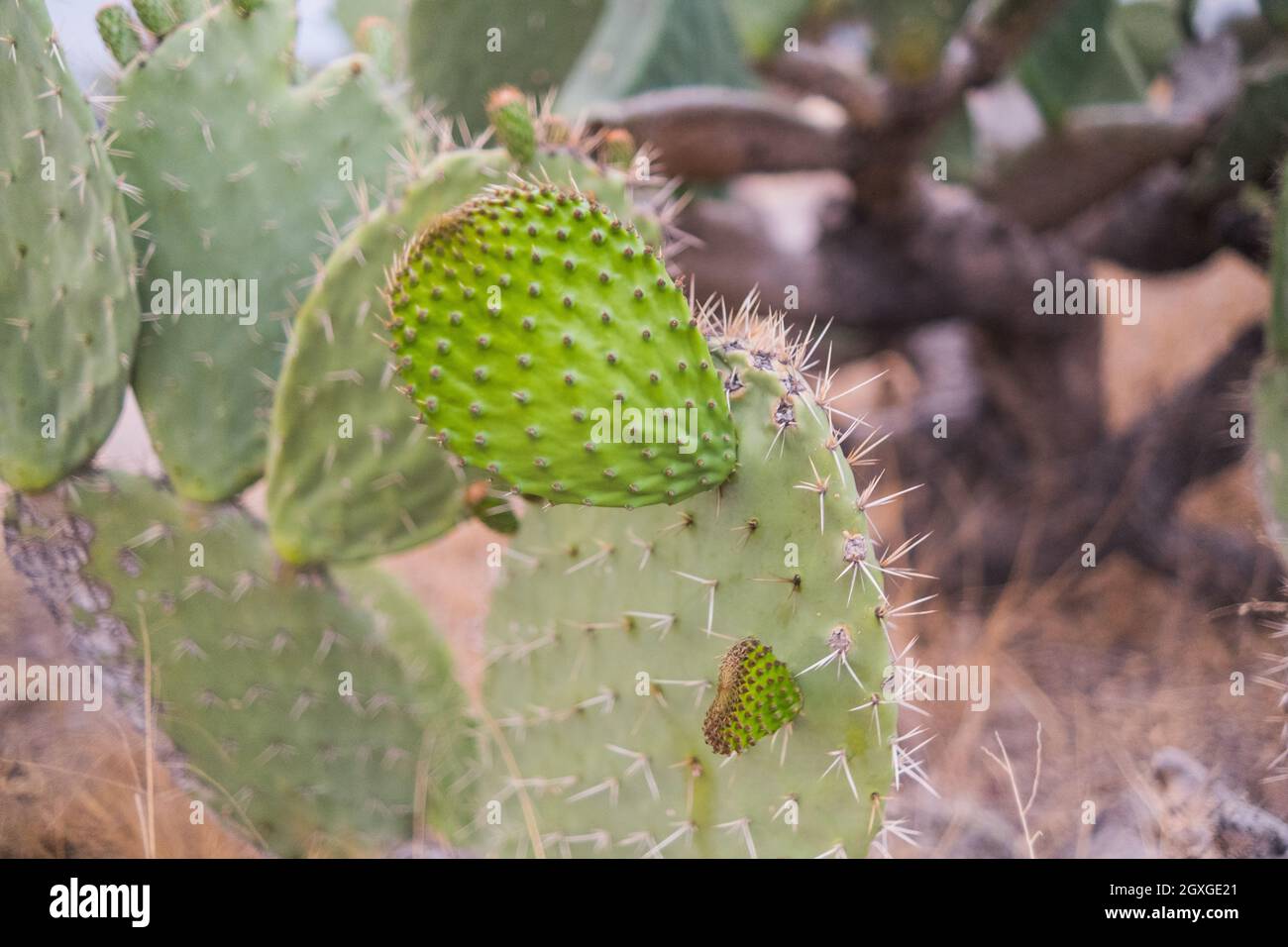 Beautiful view of Hispanic nopal plants with blurry dry grass as ...