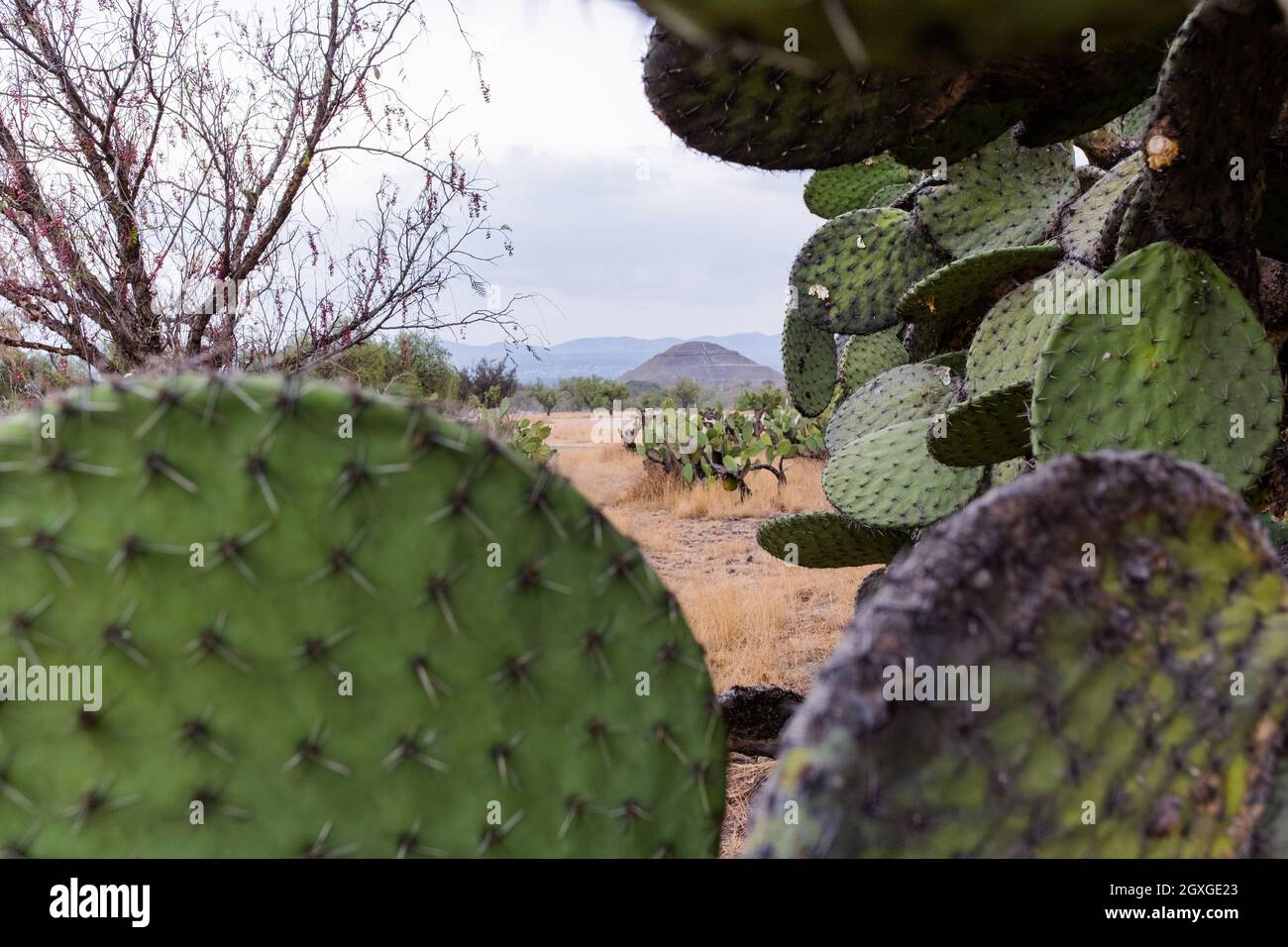 Deteriorated Hispanic nopal plants with cold burn marks and desert as ...