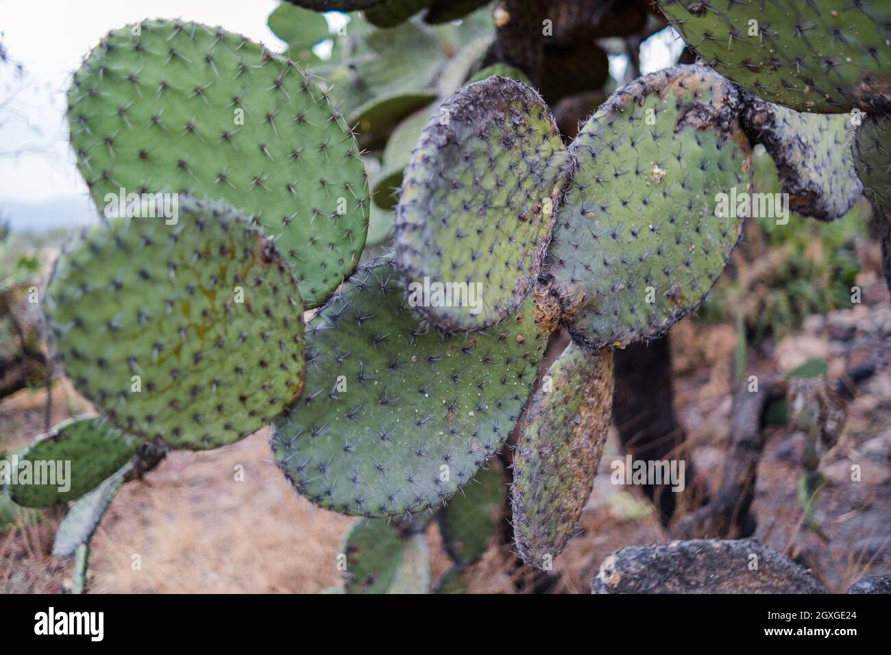 Deteriorated Hispanic nopal plants with cold burn marks and blurry ...