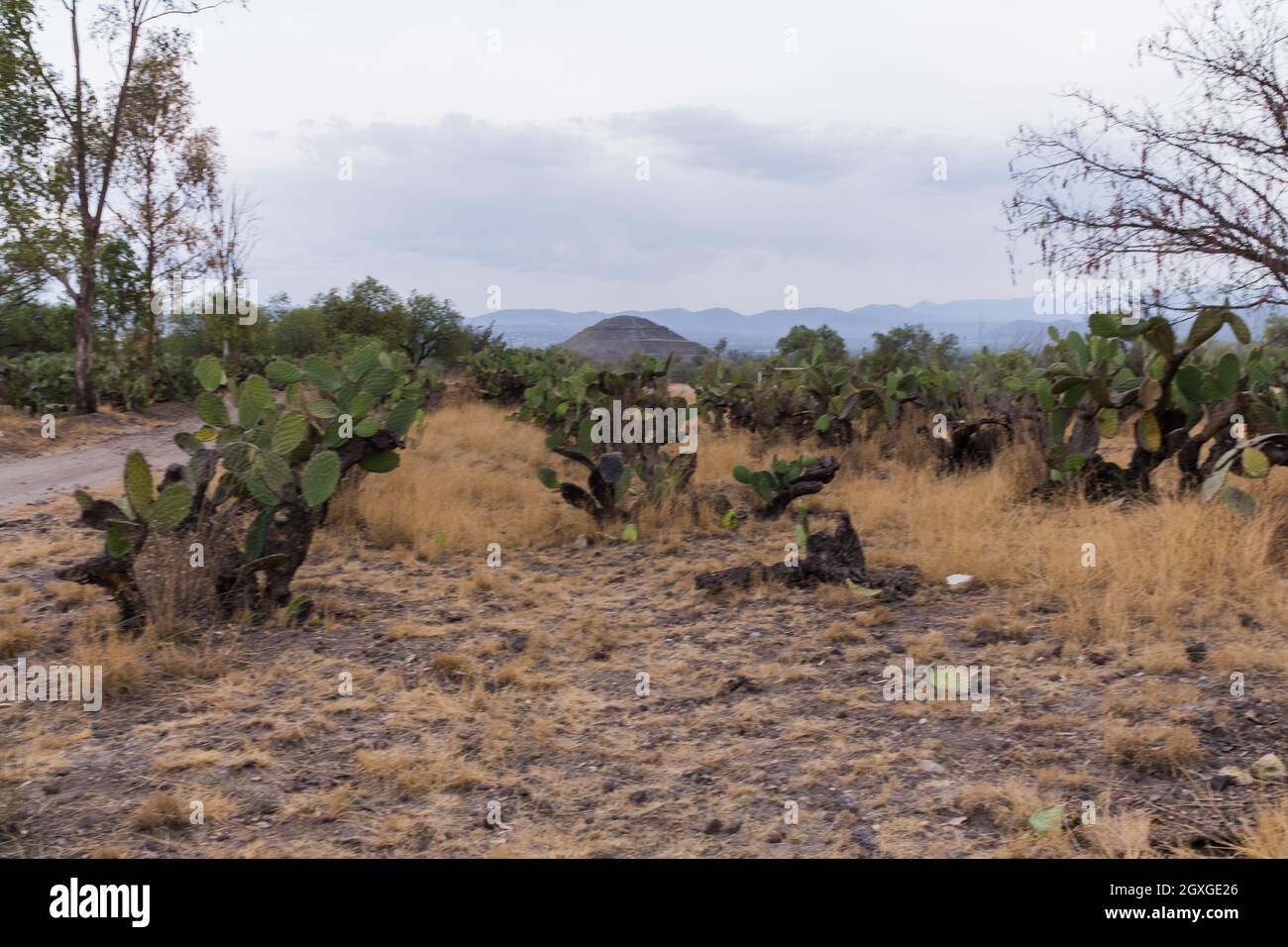 Beautiful view of nopal plantation under cloudy sky with Teotihuacan ...