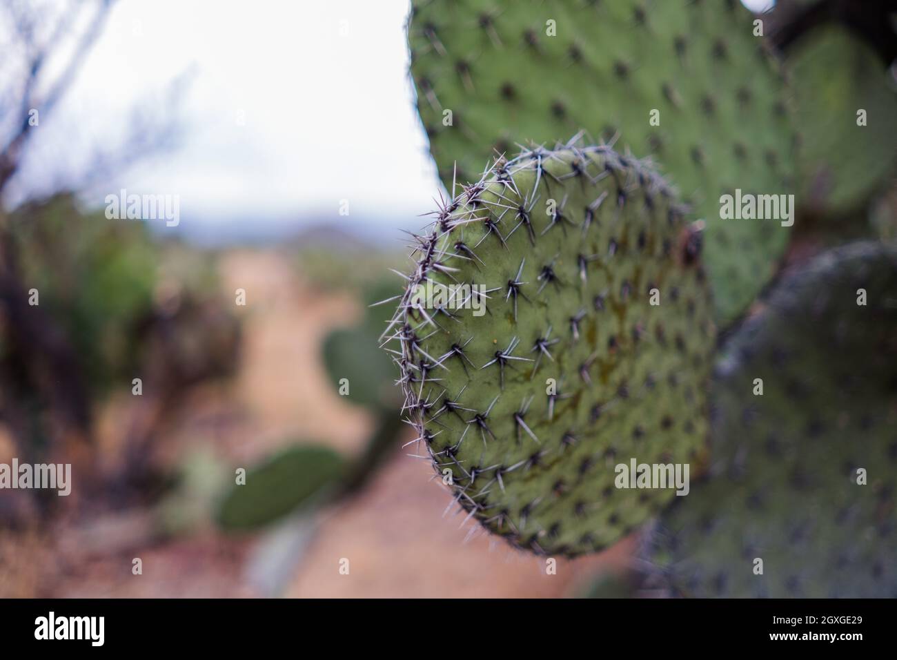 Deteriorated Hispanic nopal plants with cold burn marks and blurry ...