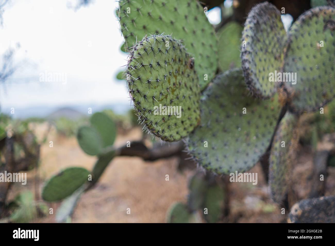 Deteriorated Hispanic nopal plants with cold burn marks and blurry ...