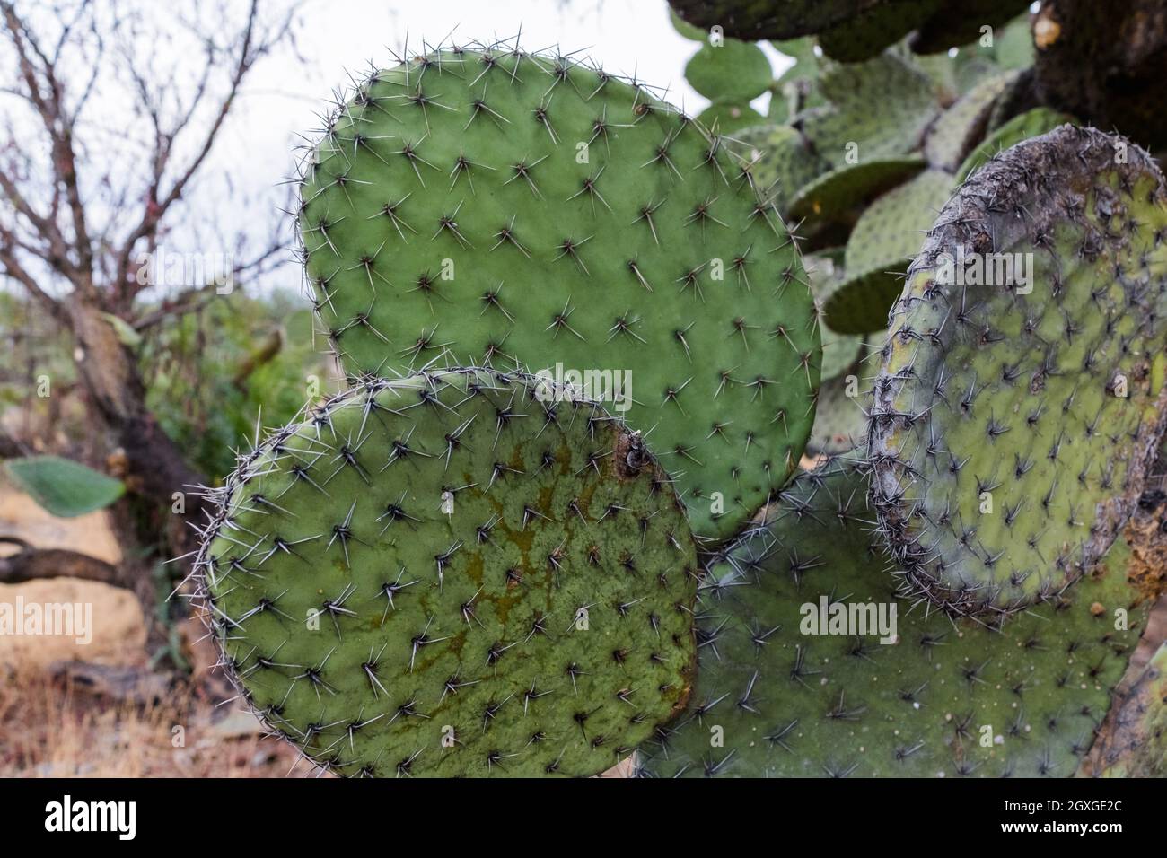 Deteriorated Hispanic nopal plants with cold burn marks and blurry ...