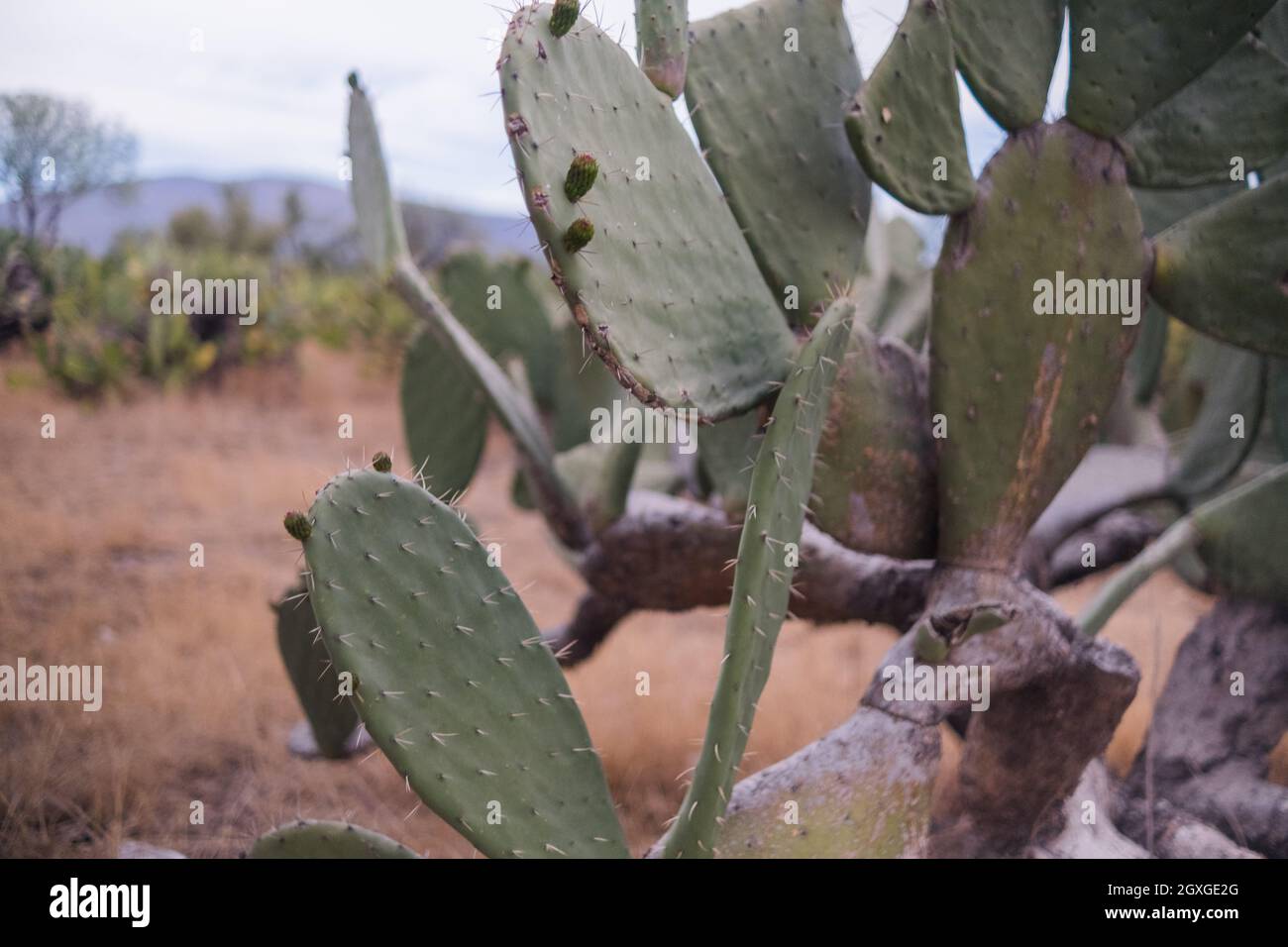 Deteriorated Hispanic nopal plants with cold burn marks and blurry ...
