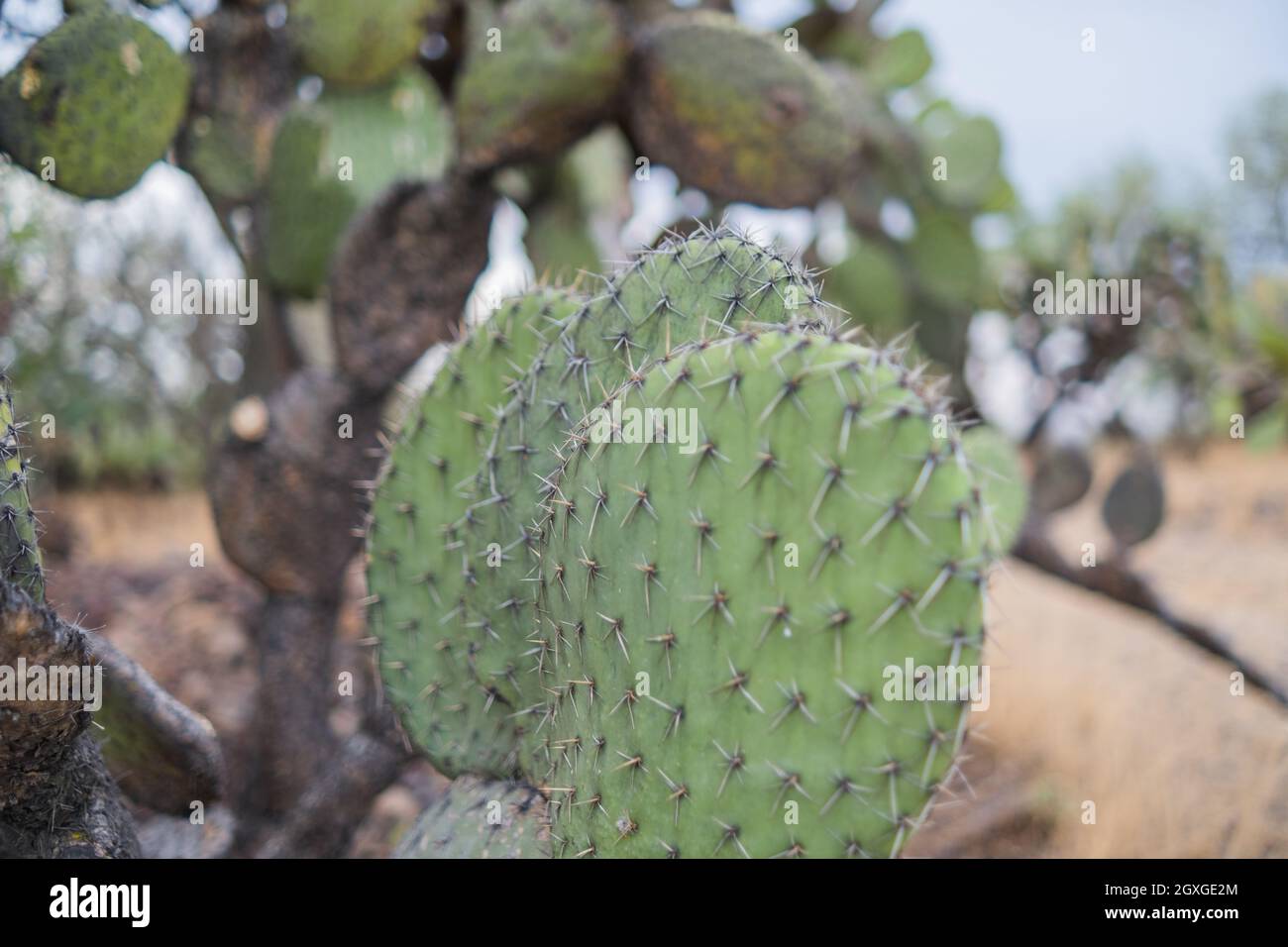 Deteriorated Hispanic nopal plants with cold burn marks and blurry ...