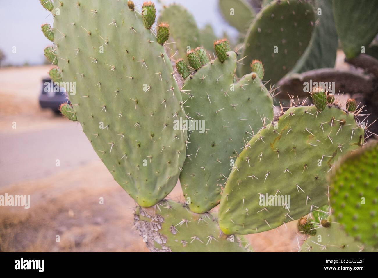 Beautiful view of Hispanic nopal plants with blurry desert and cloudy ...