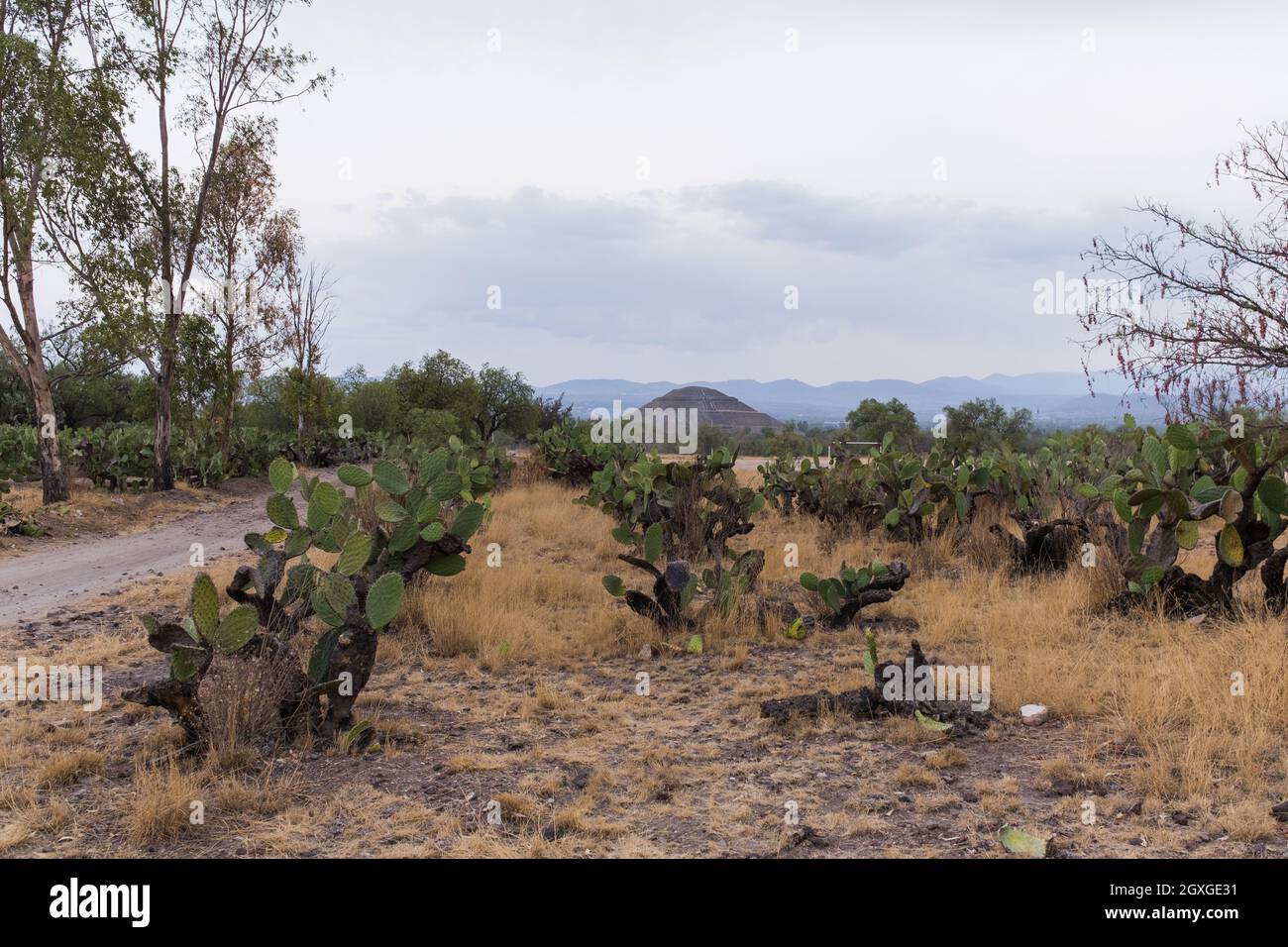 Beautiful view of nopal plantation under cloudy sky with Teotihuacan ...