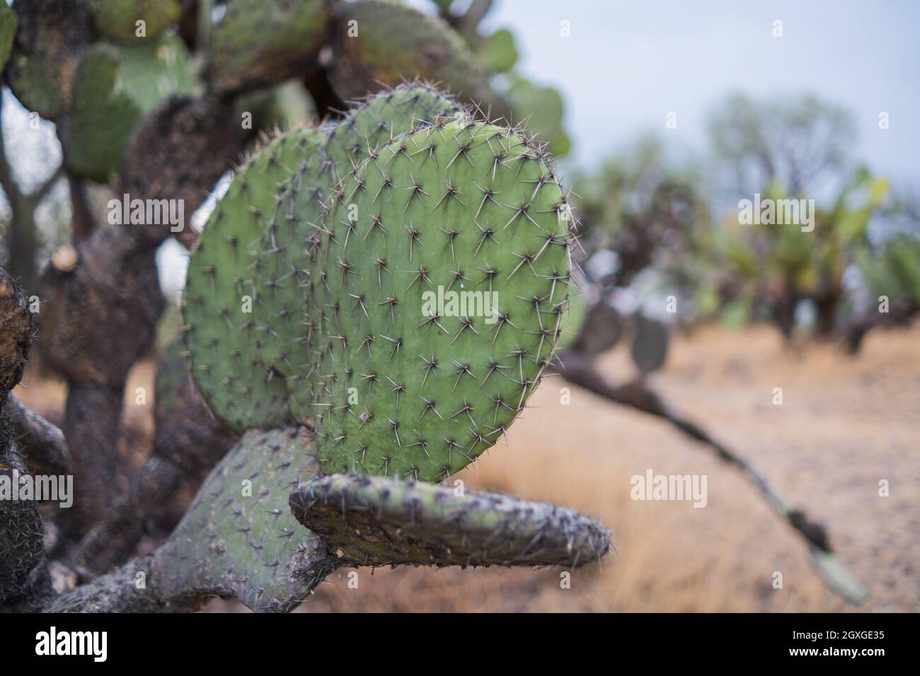 Deteriorated Hispanic nopal plants with cold burn marks and blurry ...