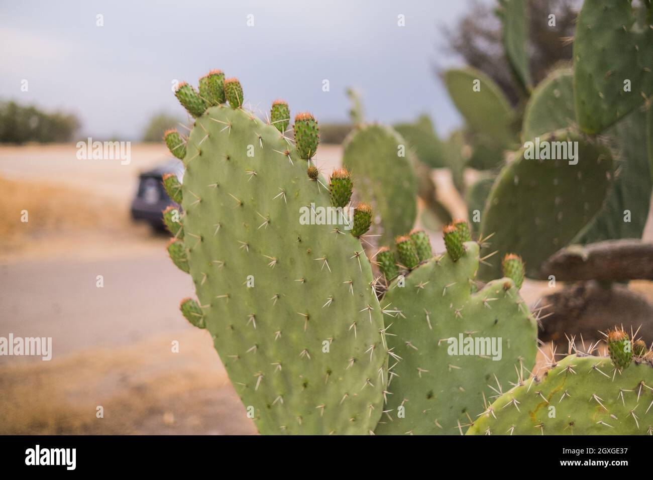 Beautiful view of Hispanic nopal plants with blurry desert and cloudy ...
