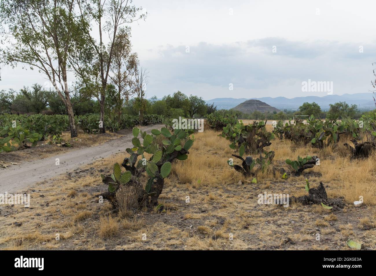 Beautiful view of nopal plantation under cloudy sky with Teotihuacan ...