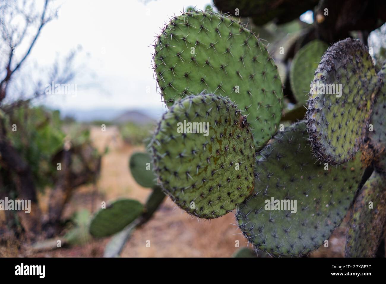Deteriorated Hispanic nopal plants with cold burn marks and blurry ...