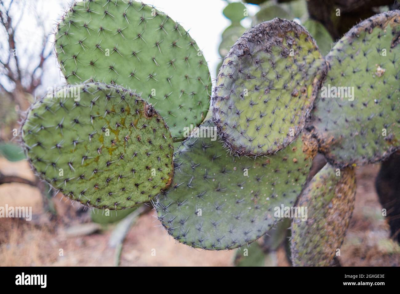 Deteriorated Hispanic nopal plants with cold burn marks and blurry ...