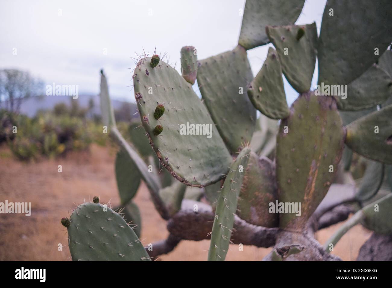 Deteriorated Hispanic nopal plants with cold burn marks and blurry ...