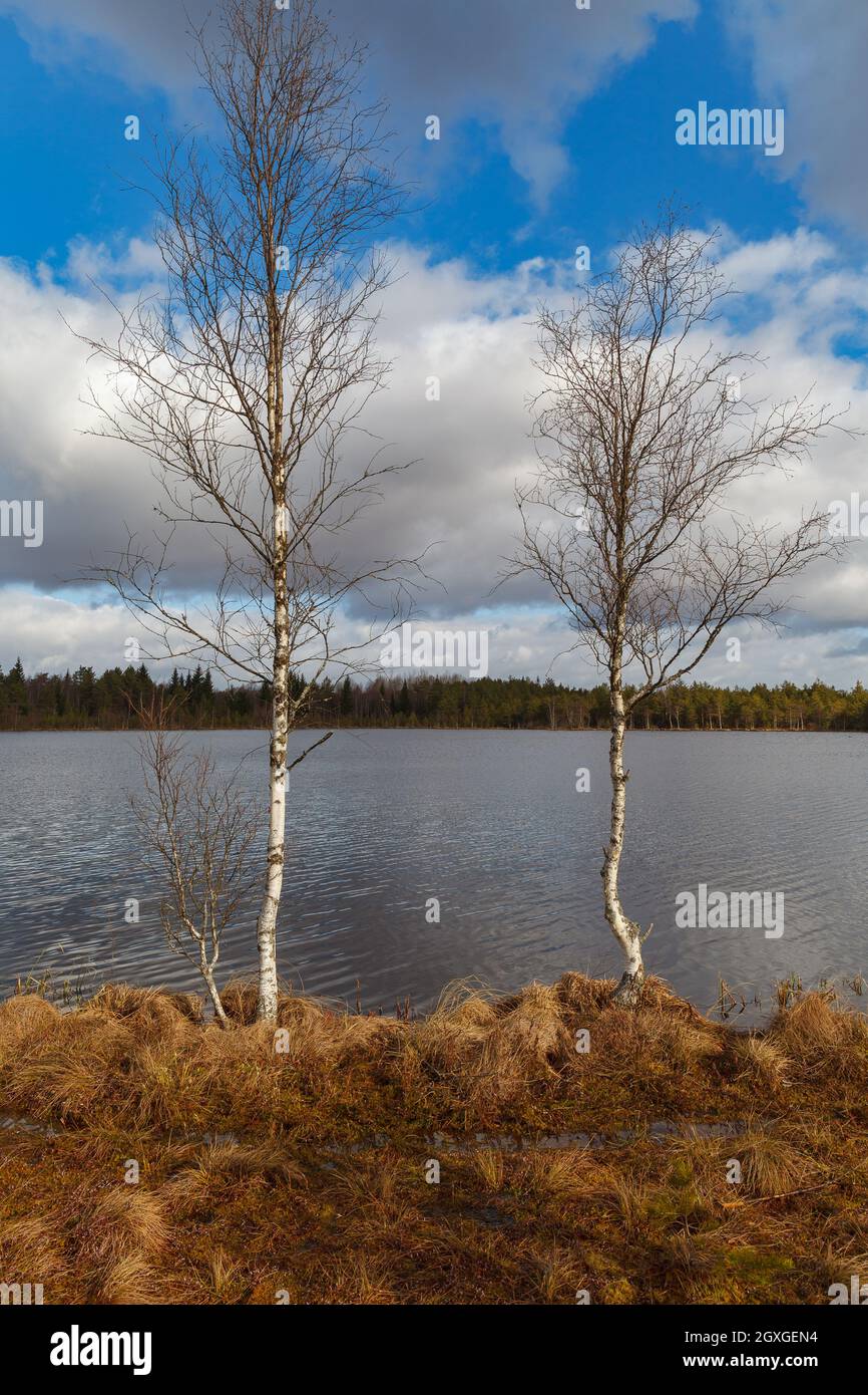 Swamp lake with small trees around. Estonia Stock Photo - Alamy