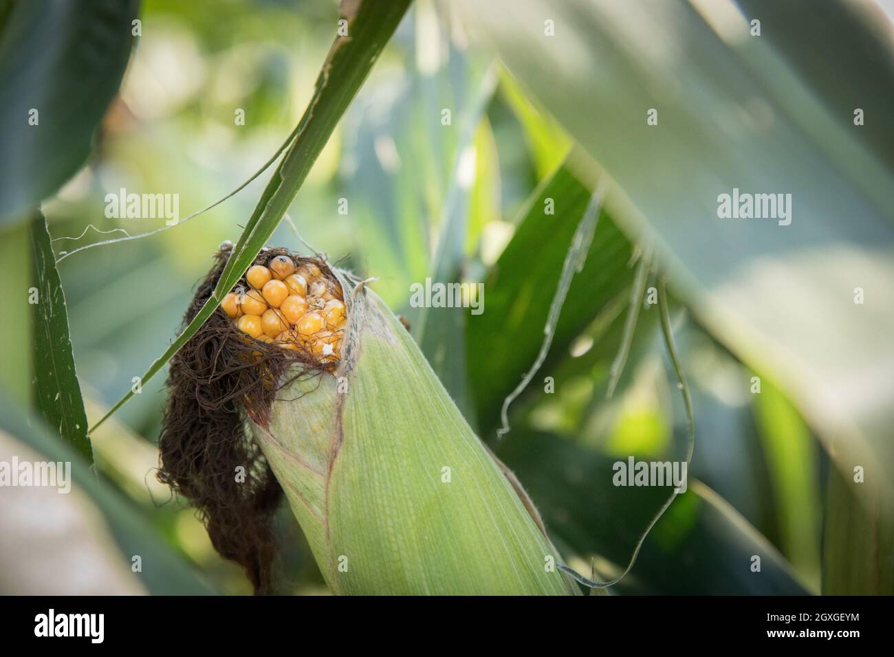 Bio energy cultivation hi-res stock photography and images - Alamy