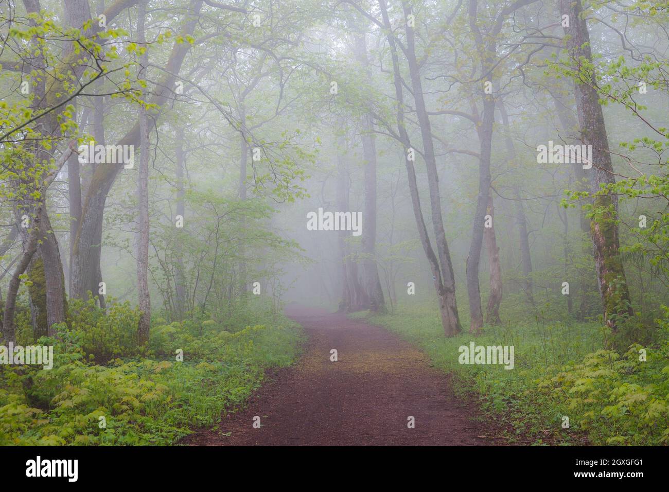 Deciduous forest path on the summer foggy day Stock Photo - Alamy