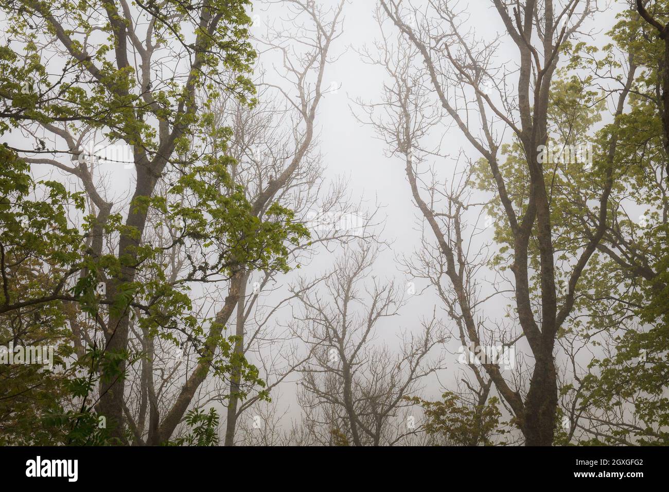 Foggy bluff in the forest Stock Photo - Alamy