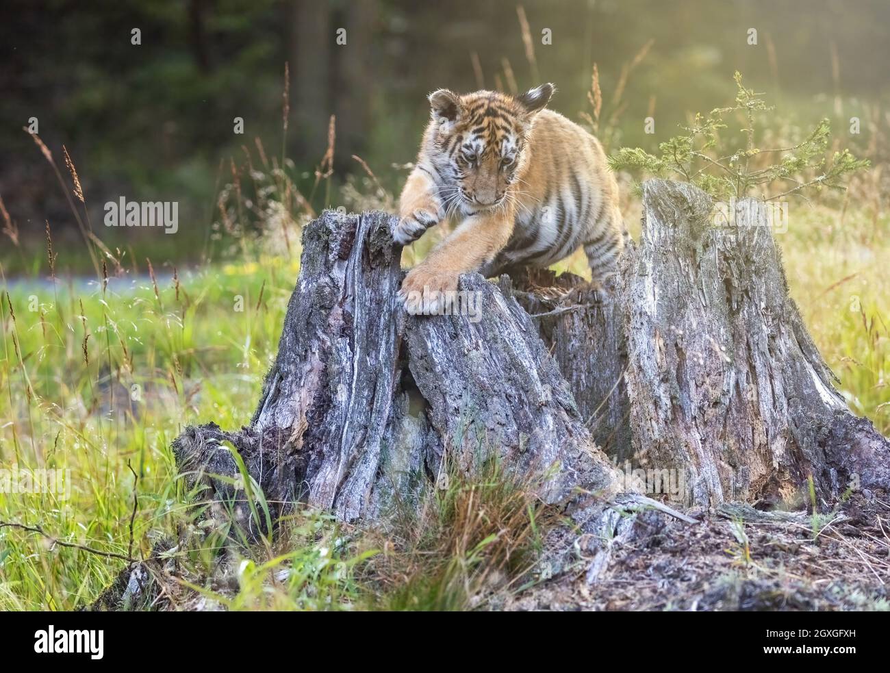 Cute Bengal tiger cub is posing on an old tree stump in the forest ...