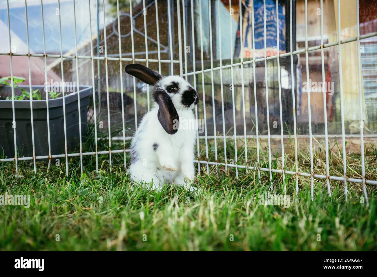 Little bunny is sitting in an outdoor compound. Green grass, spring ...