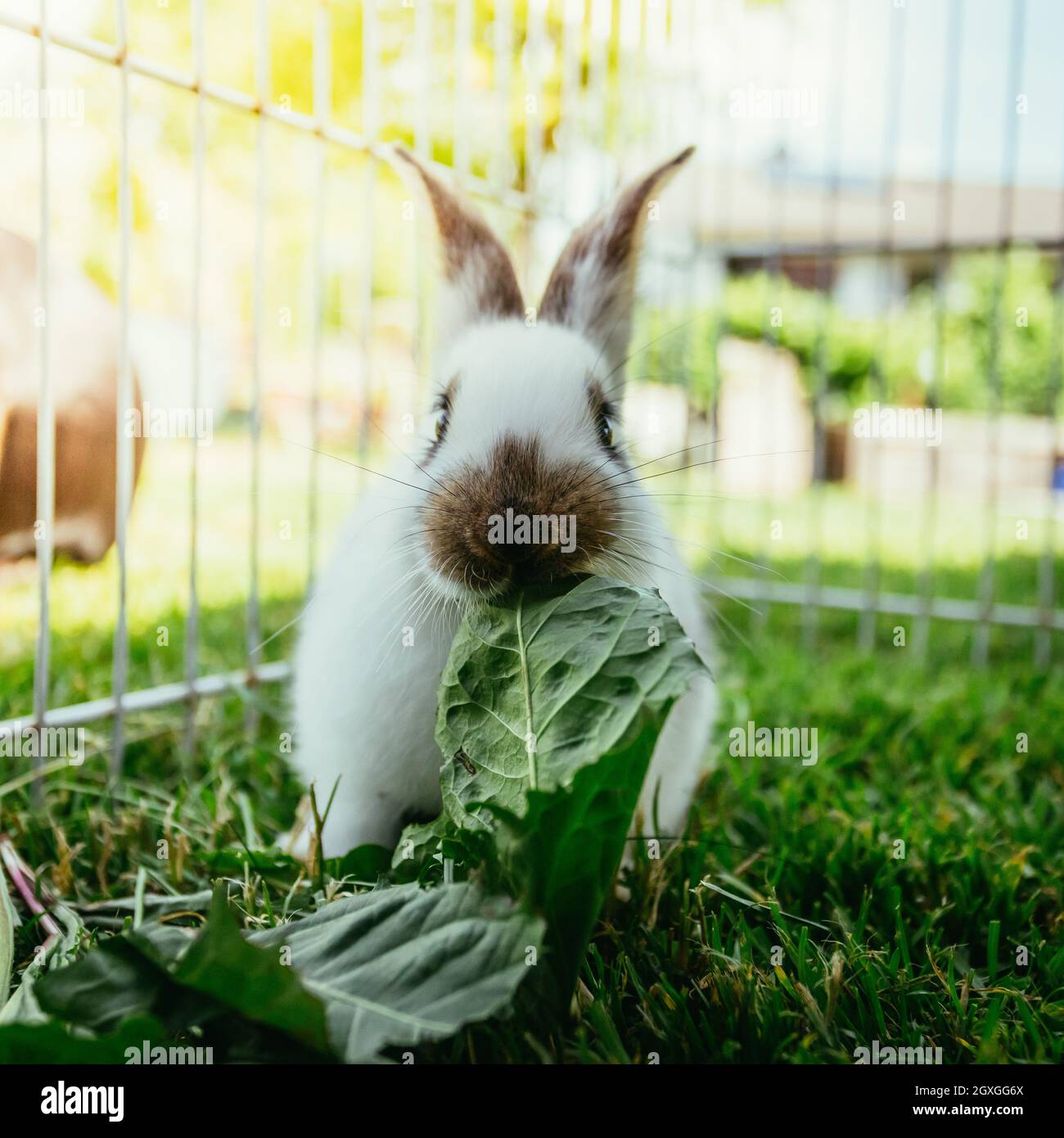 Cute little bunny eats salad in an outdoor compound. Green grass ...