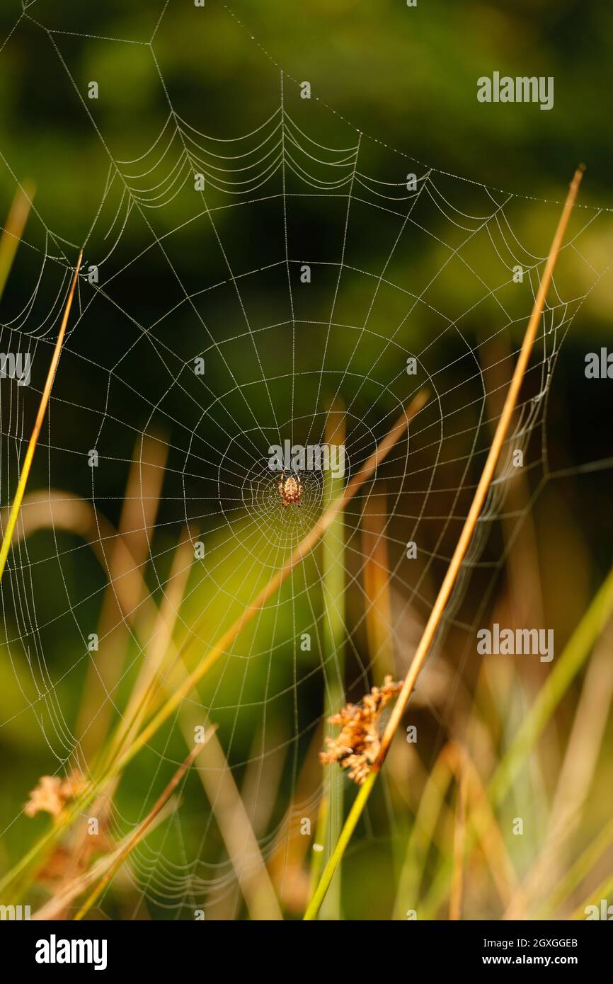 Orb Web Spider Stock Photo - Alamy