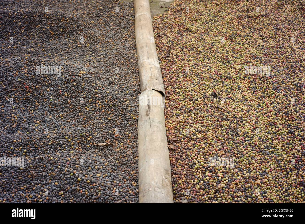 various kinds of coffee beans are dried and separated so as not to mix ...