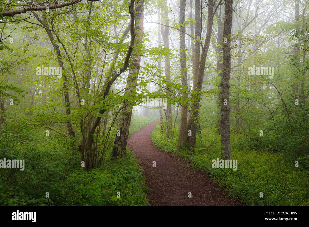 Deciduous forest path on the summer foggy day Stock Photo - Alamy