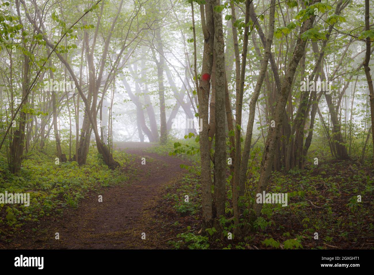 Deciduous forest path on the summer foggy day Stock Photo - Alamy