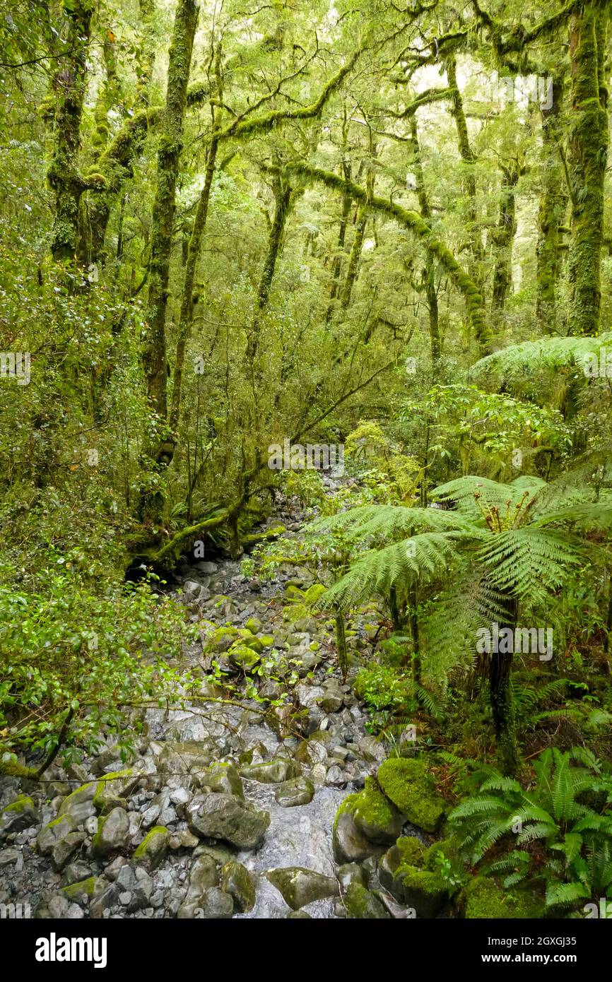 Vegetation Definition