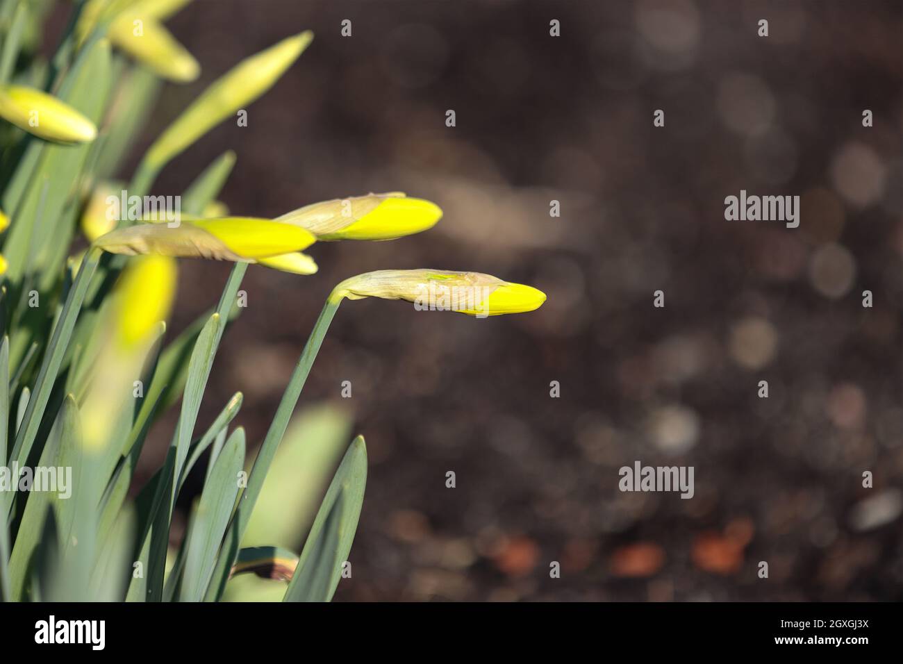 Buds of unopened daffodil flowers in the garden Stock Photo - Alamy