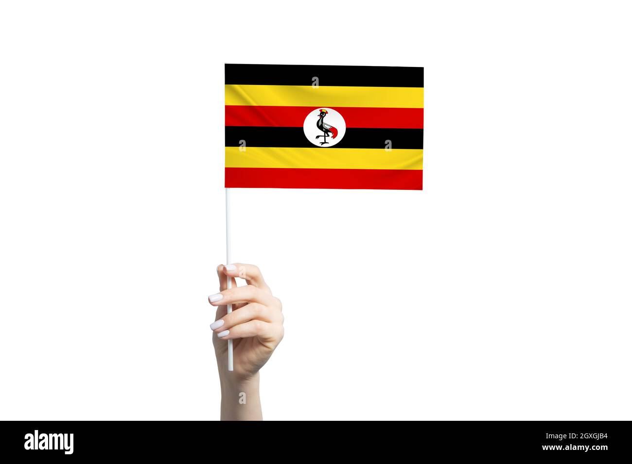Beautiful female hand holding Uganda flag, isolated on white background ...