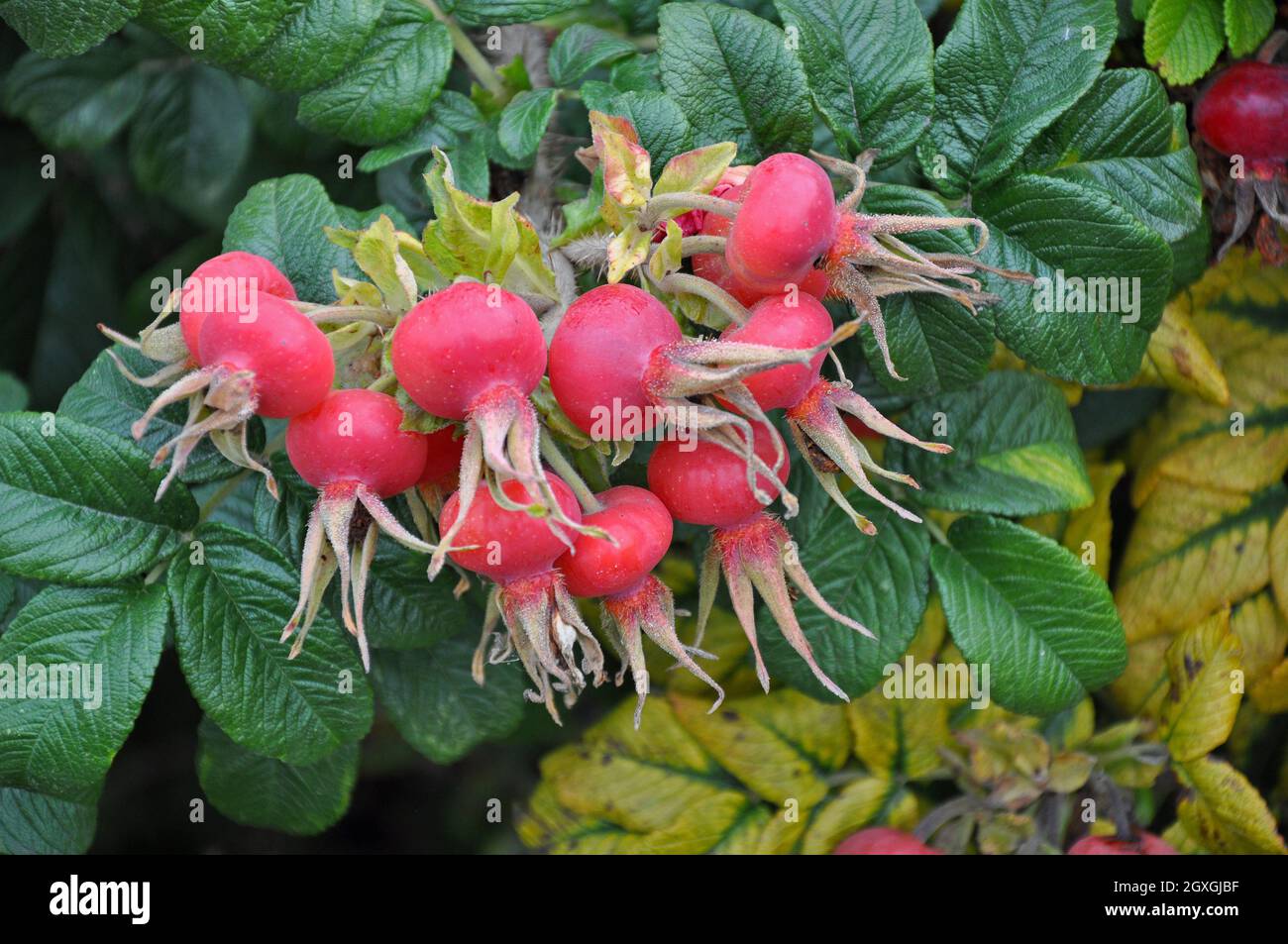 Cluster of pink rugosa rose hips in autumn Stock Photo - Alamy