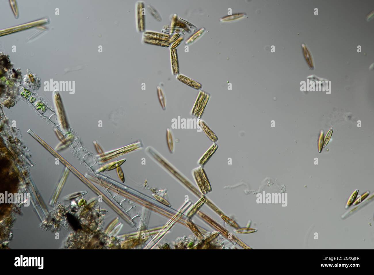Diatoms hi-res stock photography and images - Alamy