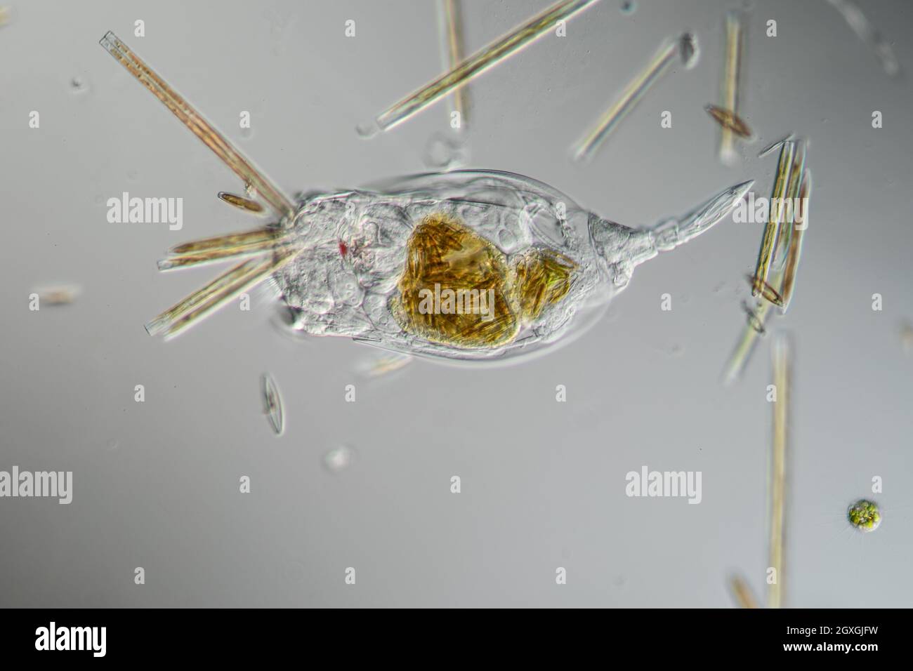 Rotifer hi-res stock photography and images - Alamy