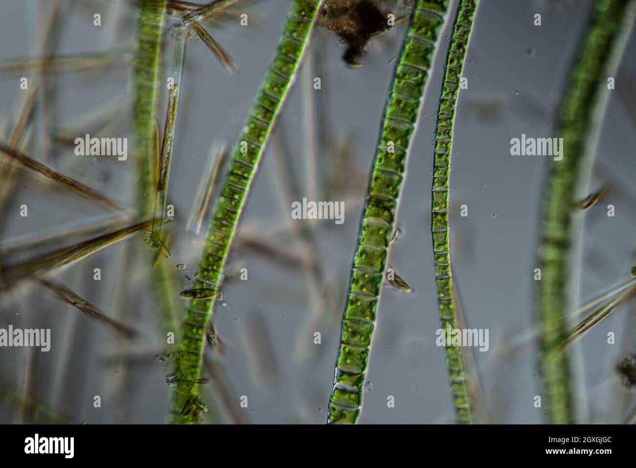 Green algae in the river Water Stock Photo - Alamy