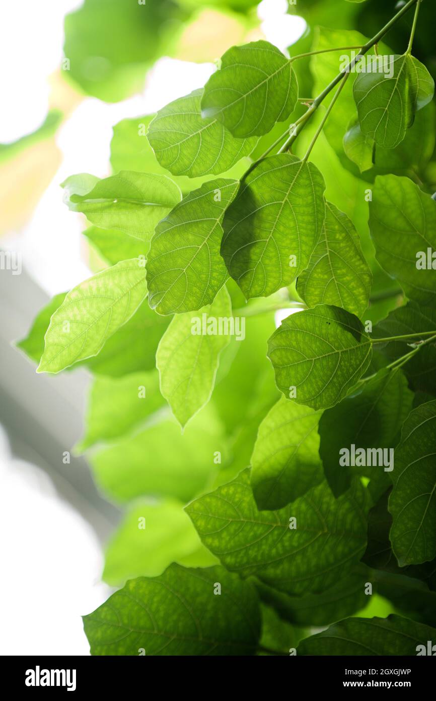 Botanical leaves hi-res stock photography and images - Alamy