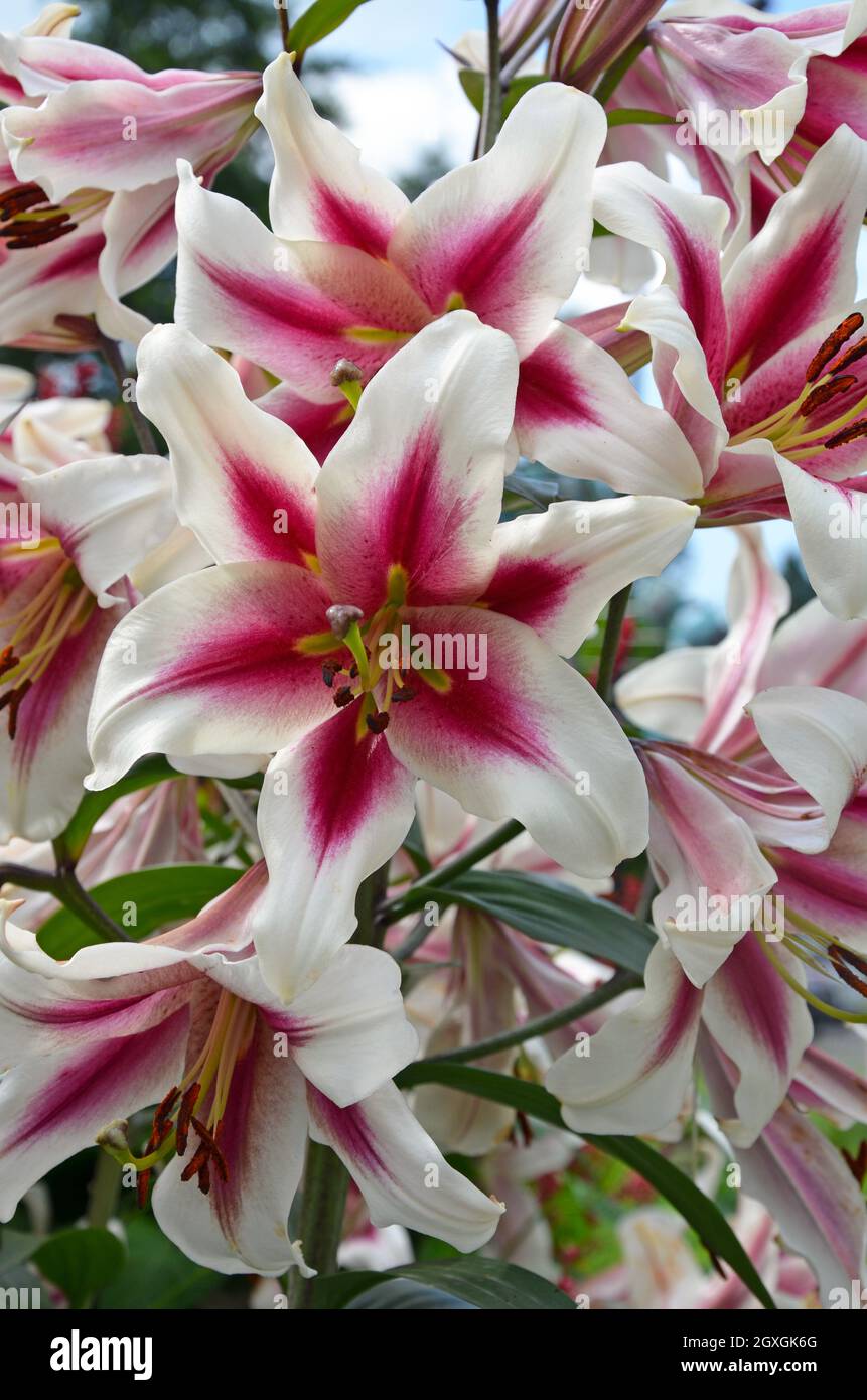 Beautiful pink and white stargazer lily flowrs Stock Photo - Alamy