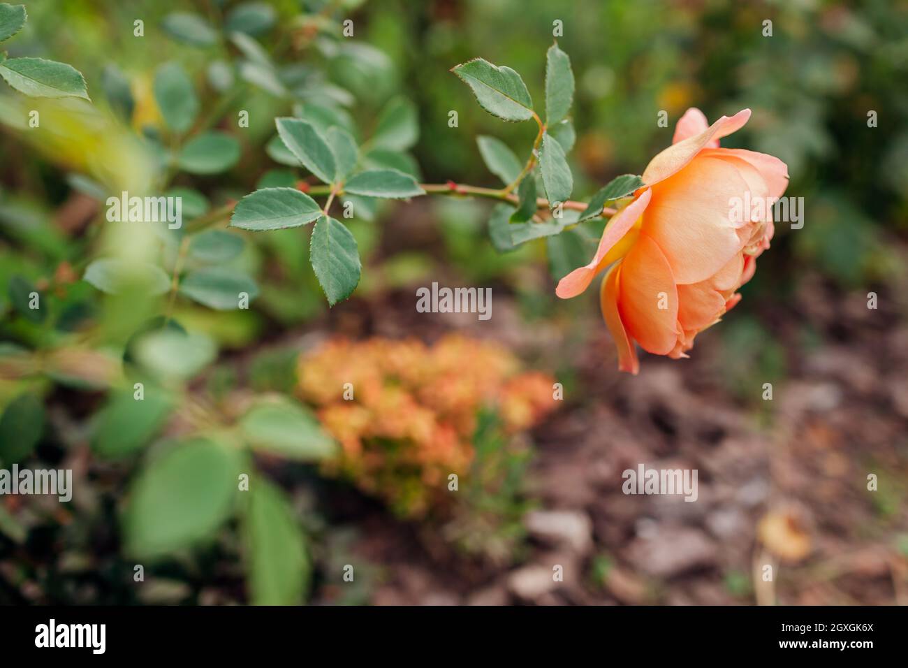 Orange salmon rose Lady of Shalott blooming in summer garden. English ...