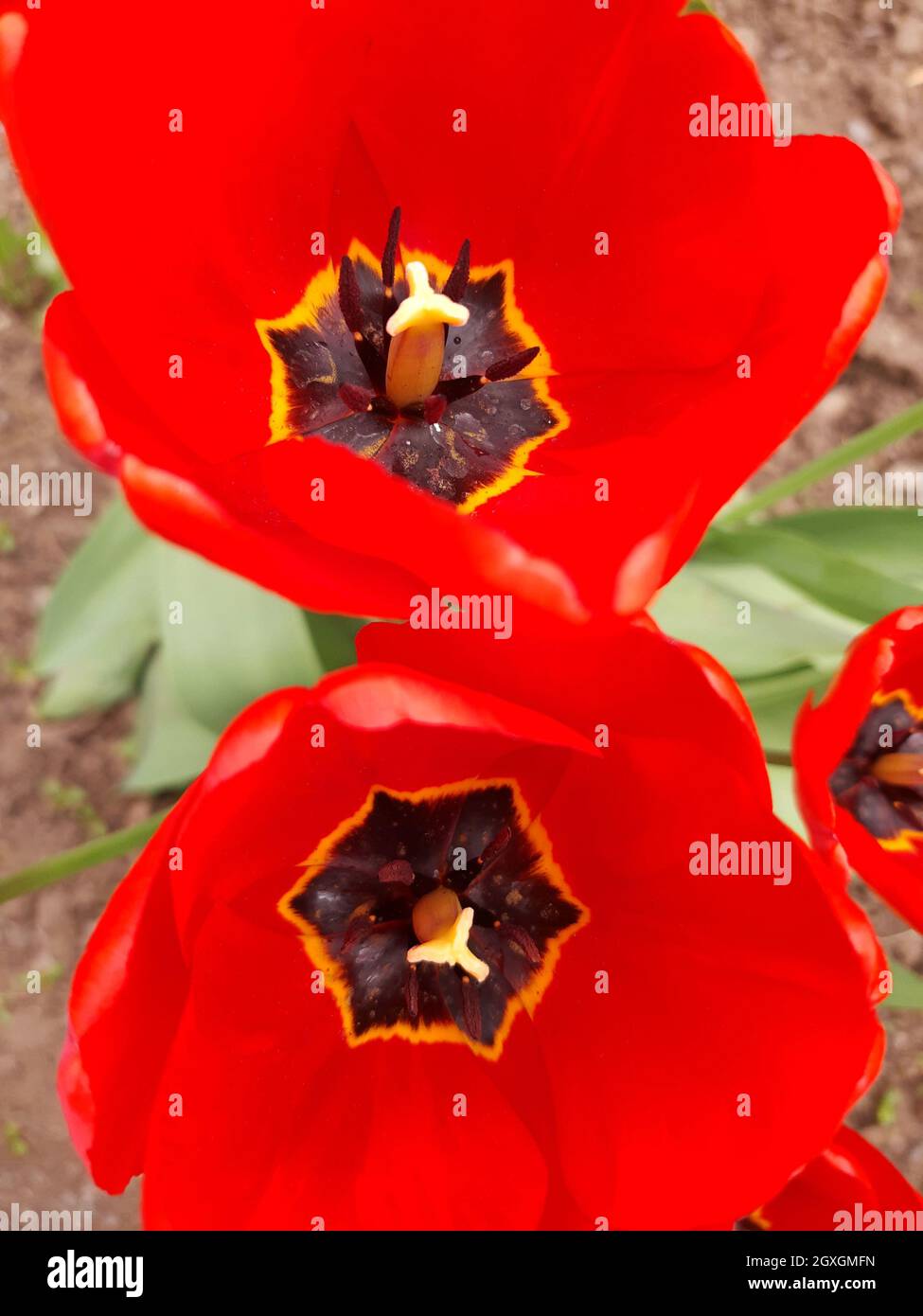 Opened tulip flower close-up on a background of greenery Stock Photo ...