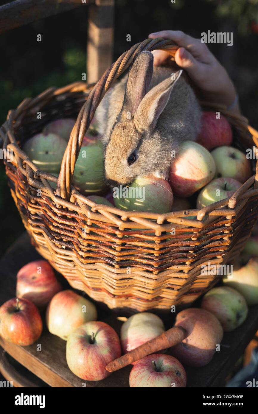 juicy apples in a basket with rabbit on an old retro chair in the ...