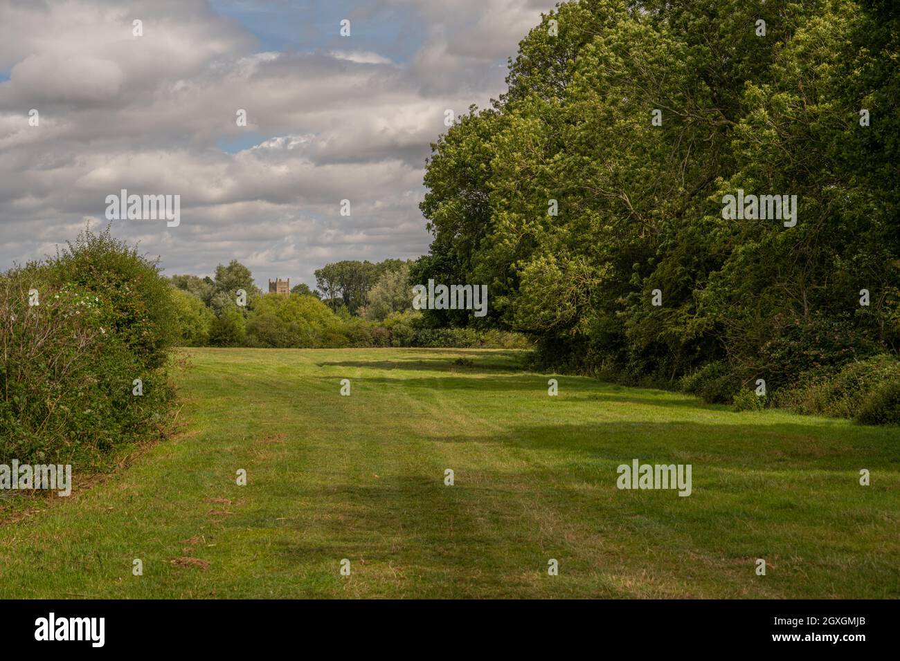 Typical field landscape near Eye Suffolk with the tower of Saint Peter ...