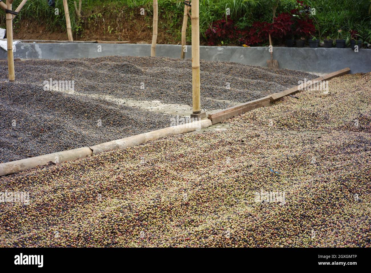 various kinds of coffee beans are dried and separated so as not to mix ...