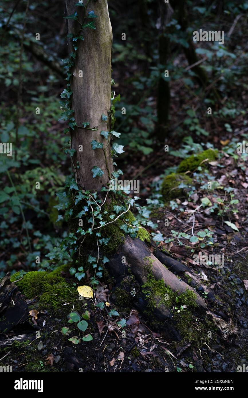 humid forest with tree without bark, ferns and ivy, Catalonia, Spain ...