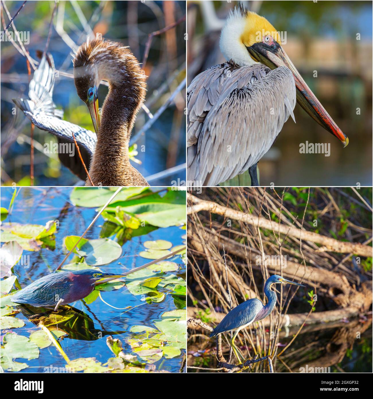 collection of birds and animals in the Everglades National Park ...