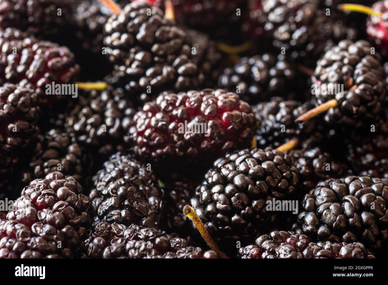 Fresh mulberries background. Texture mulberries close up. Various fresh ...
