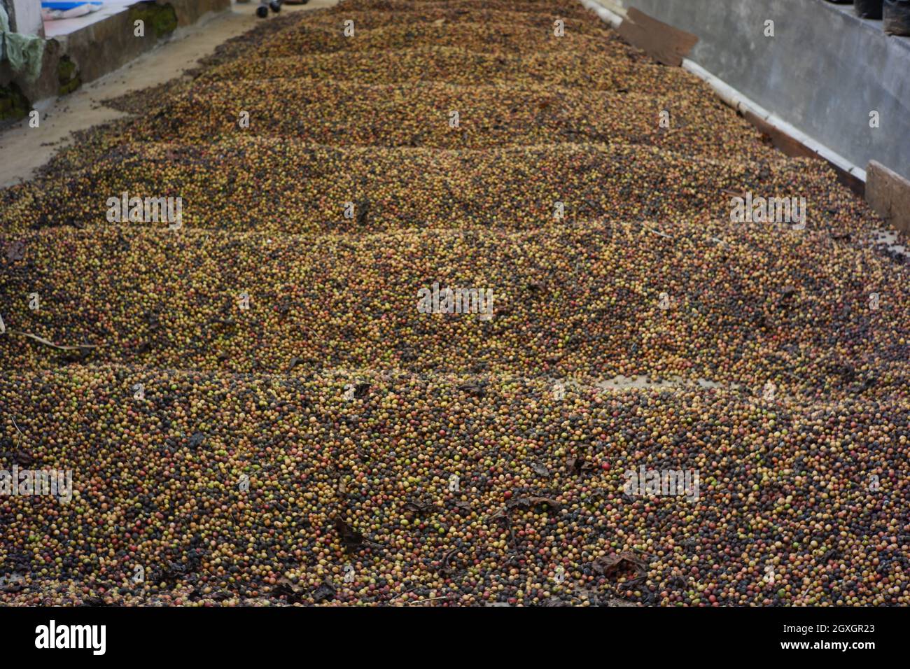 the process of drying coffee beans by stacking them to form like waves ...