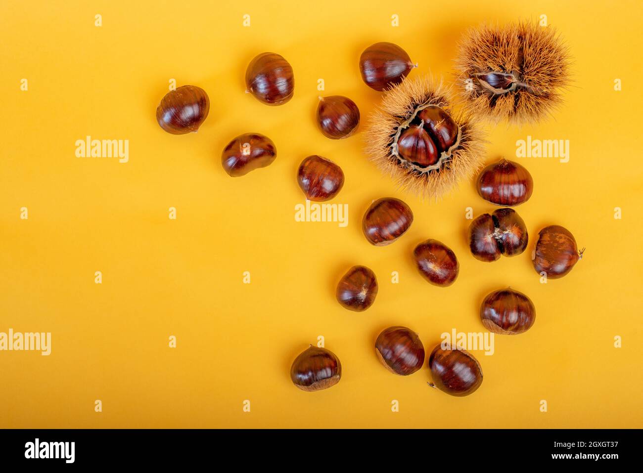 Stylish and elegant composition of chestnut on yellow background Stock ...